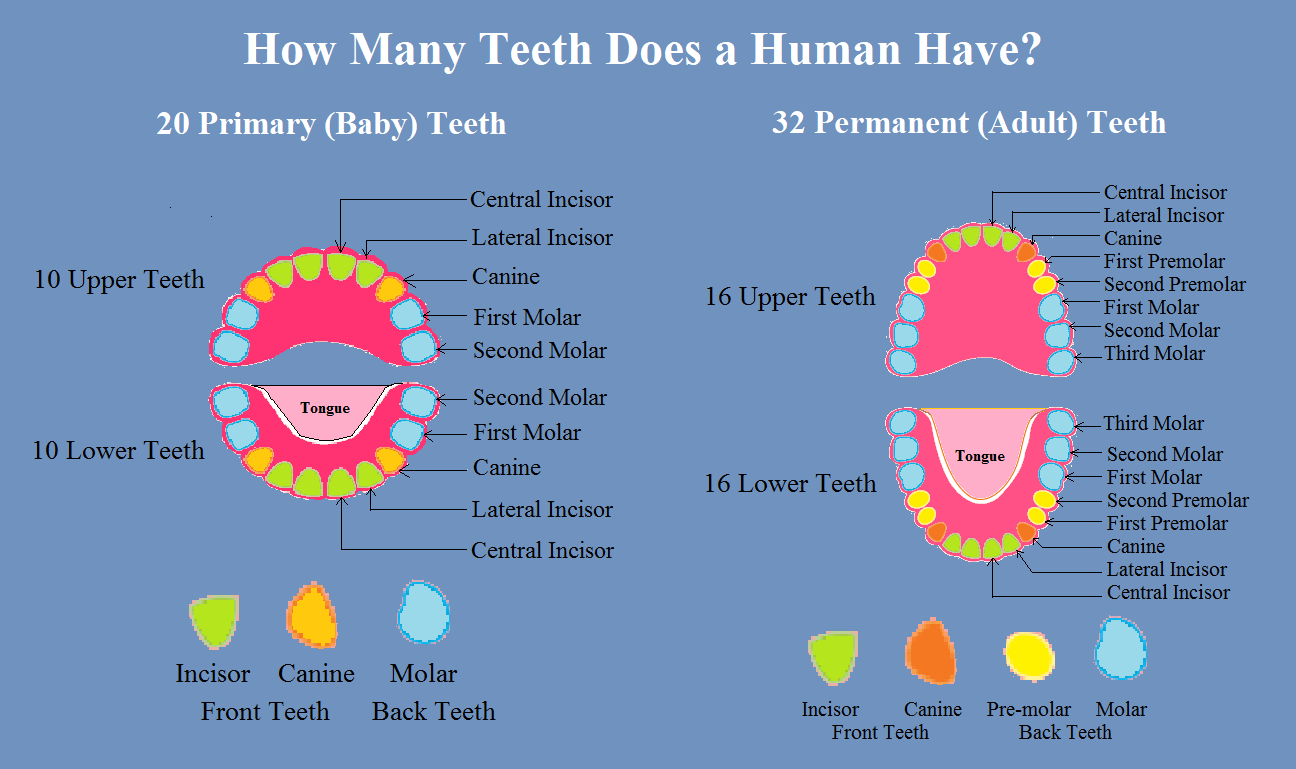 How Many Teeth Does A Human Have Gateway Of Health How Many Teeth Does A Human Have Gateway Of Health