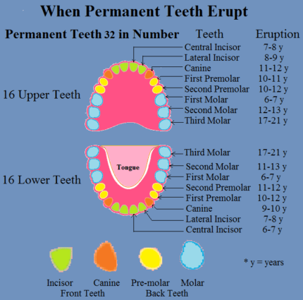 Teeth Eruption: A Parent’s Guide - Gateway of Health