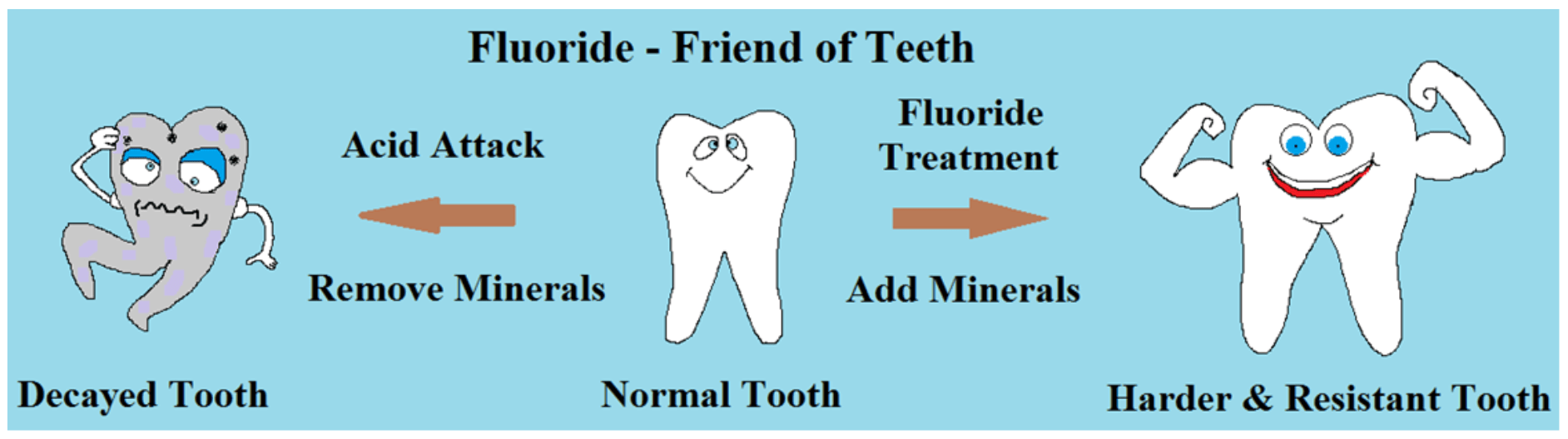Fluoride: Everything You Need to Know for Strong Teeth and Optimal ...